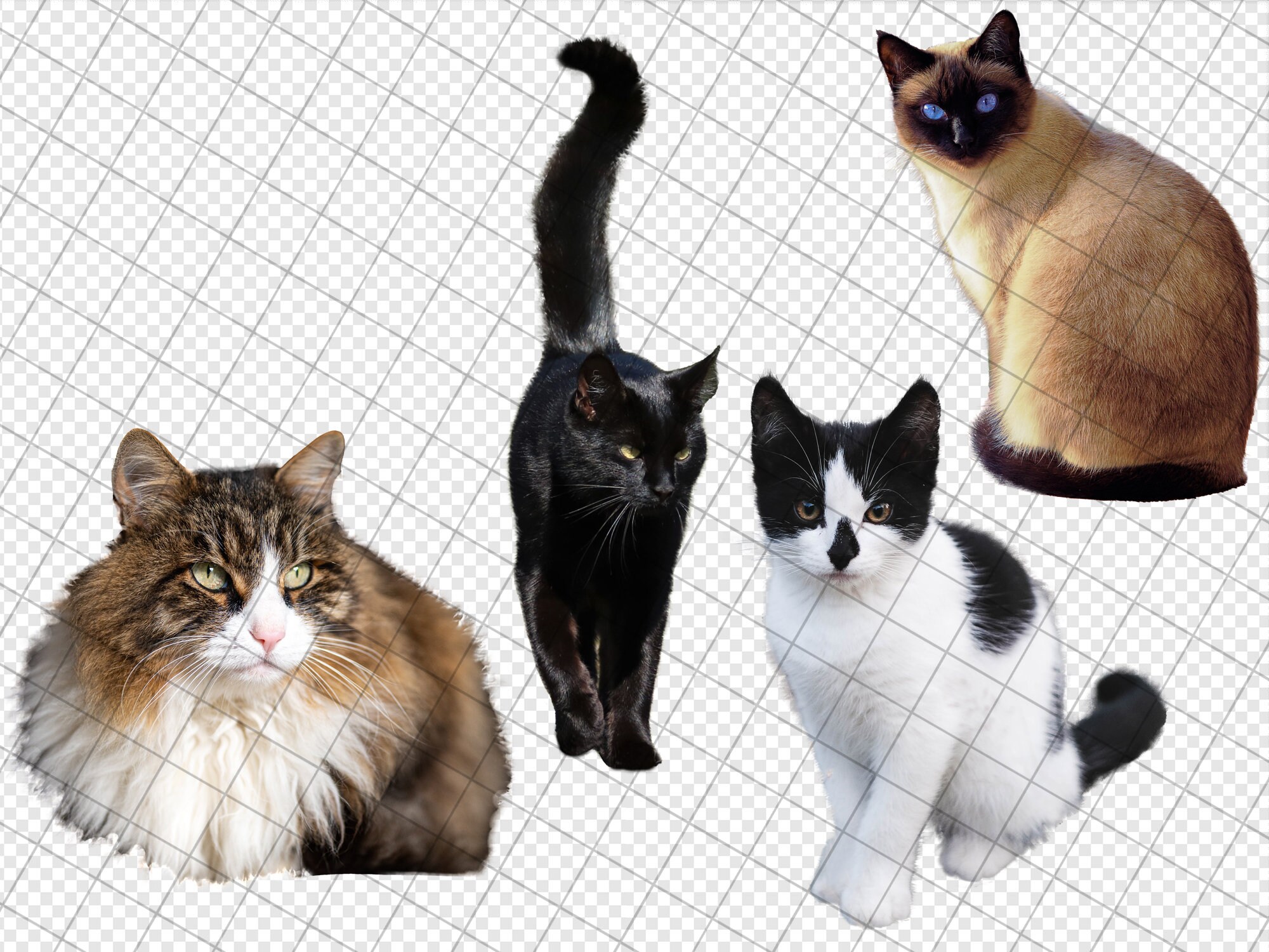 20 Cute and Funny Cats Overlays for Your Creative Image - Etsy