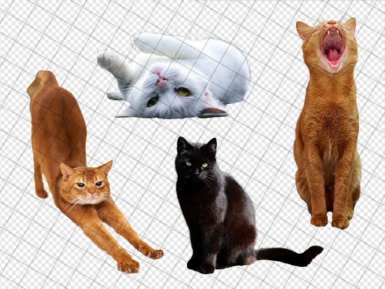 20 Cute and Funny Cats Overlays for Your Creative Image Editing, Scrappbooking, Instagram Etc ...