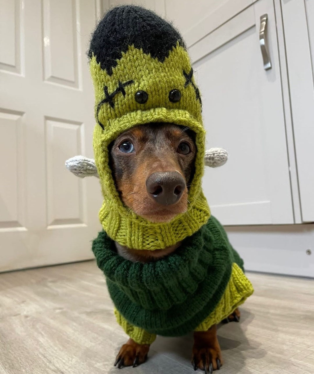 Frankenstein Dog Costume Dogs, Pets, Cats, Frankenstein, Dog Costume ...