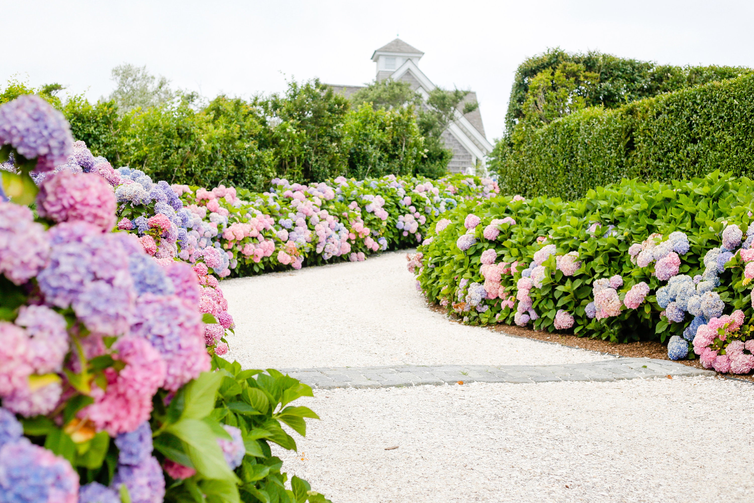 Hydrangea Driveway Horizontal Framed Nantucket Art Print - Etsy