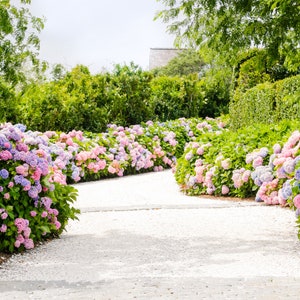 Hydrangea Driveway Framed Nantucket Art Print - Etsy