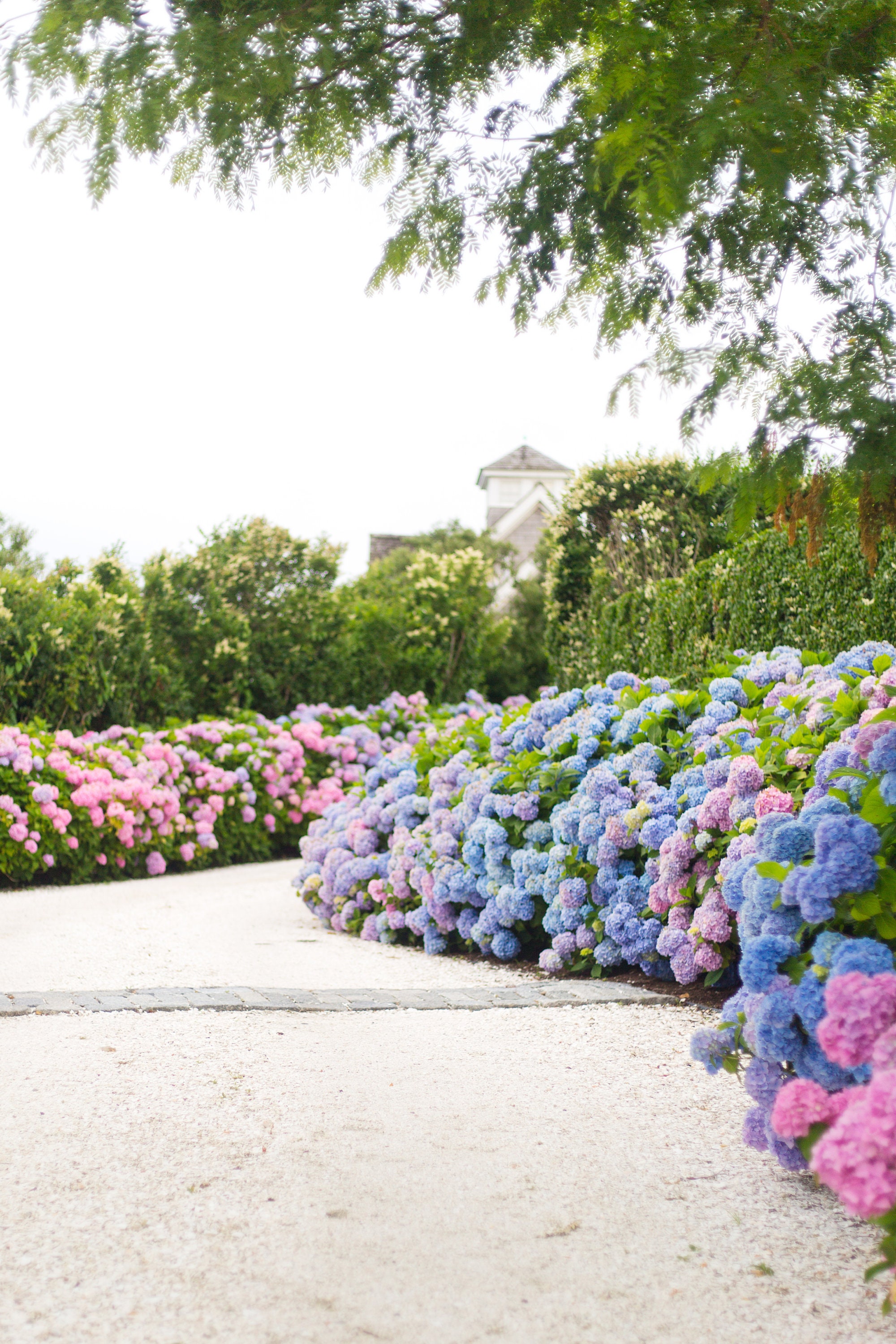 Blue and Pink Hydrangea Driveway Framed Nantucket Art Print - Etsy