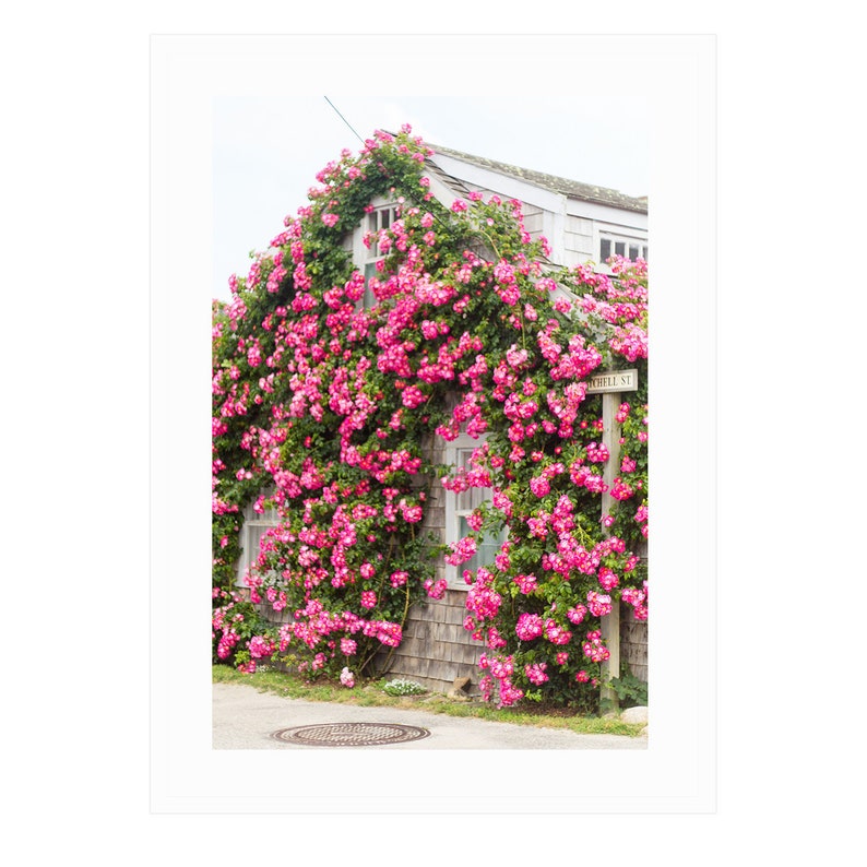 Sconset Roses Framed Nantucket Art Print - Etsy
