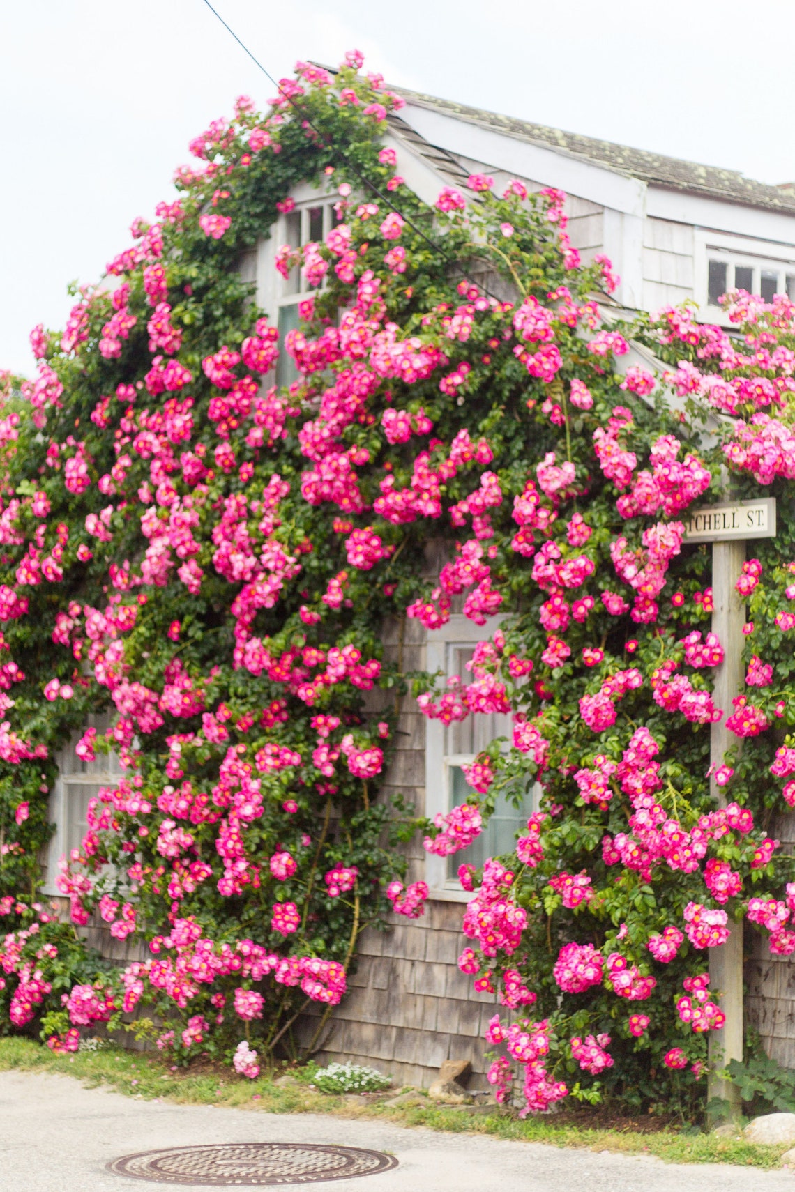 Sconset Roses Framed Nantucket Art Print - Etsy