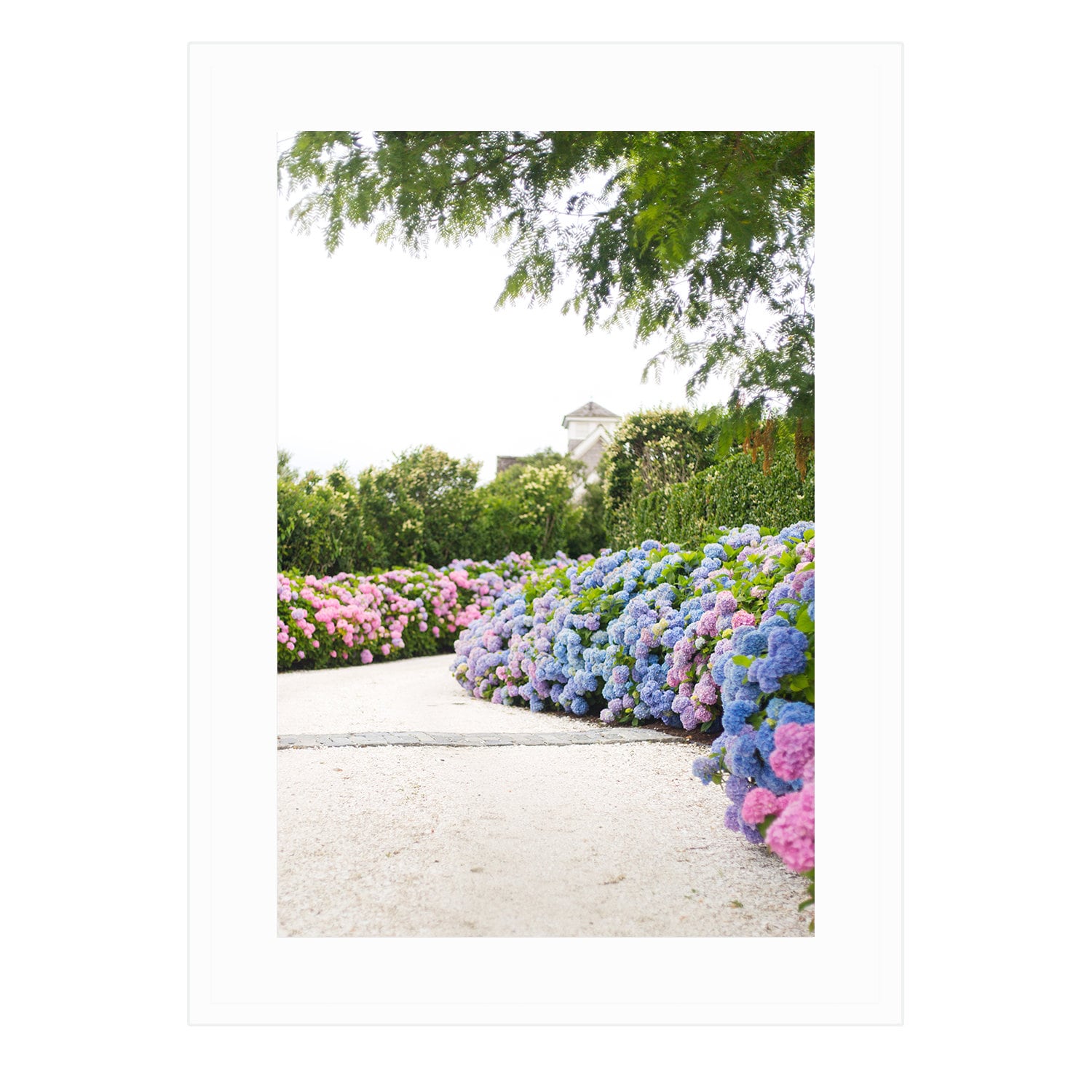 Blue and Pink Hydrangea Driveway Framed Nantucket Art Print - Etsy