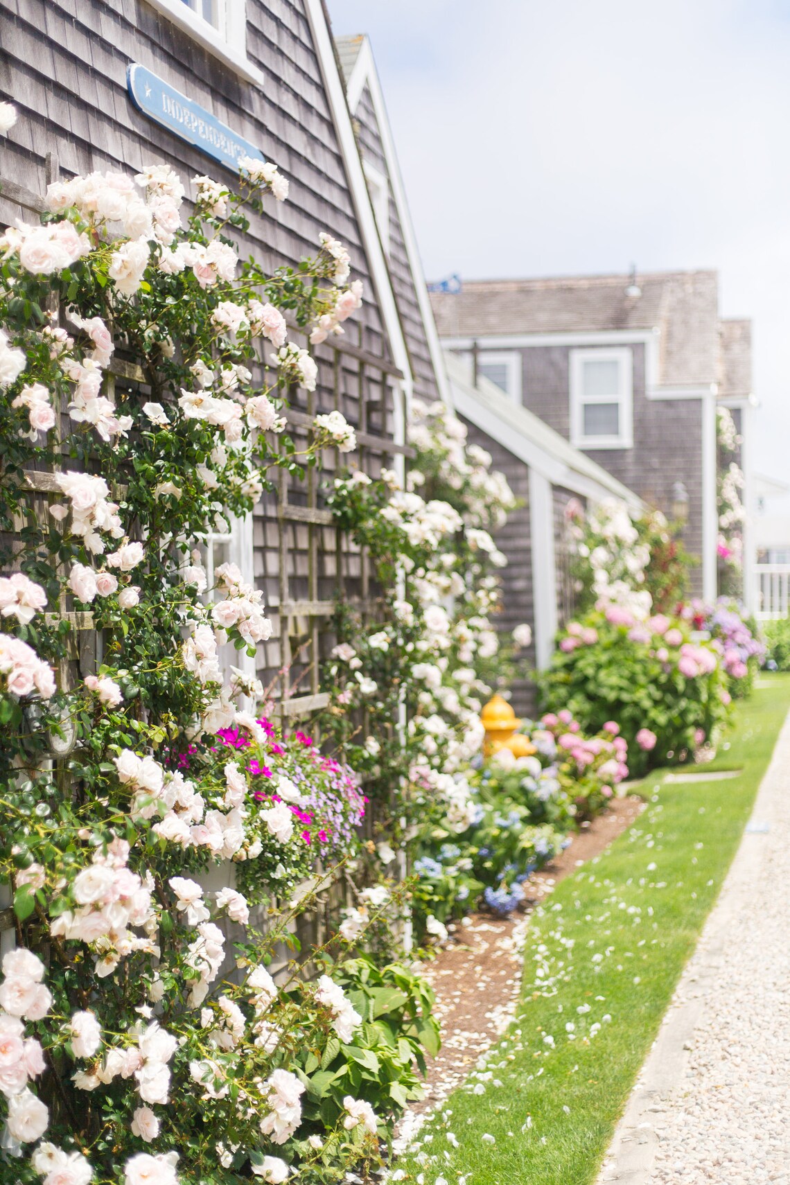 Climbing Roses Framed Nantucket Art Print - Etsy