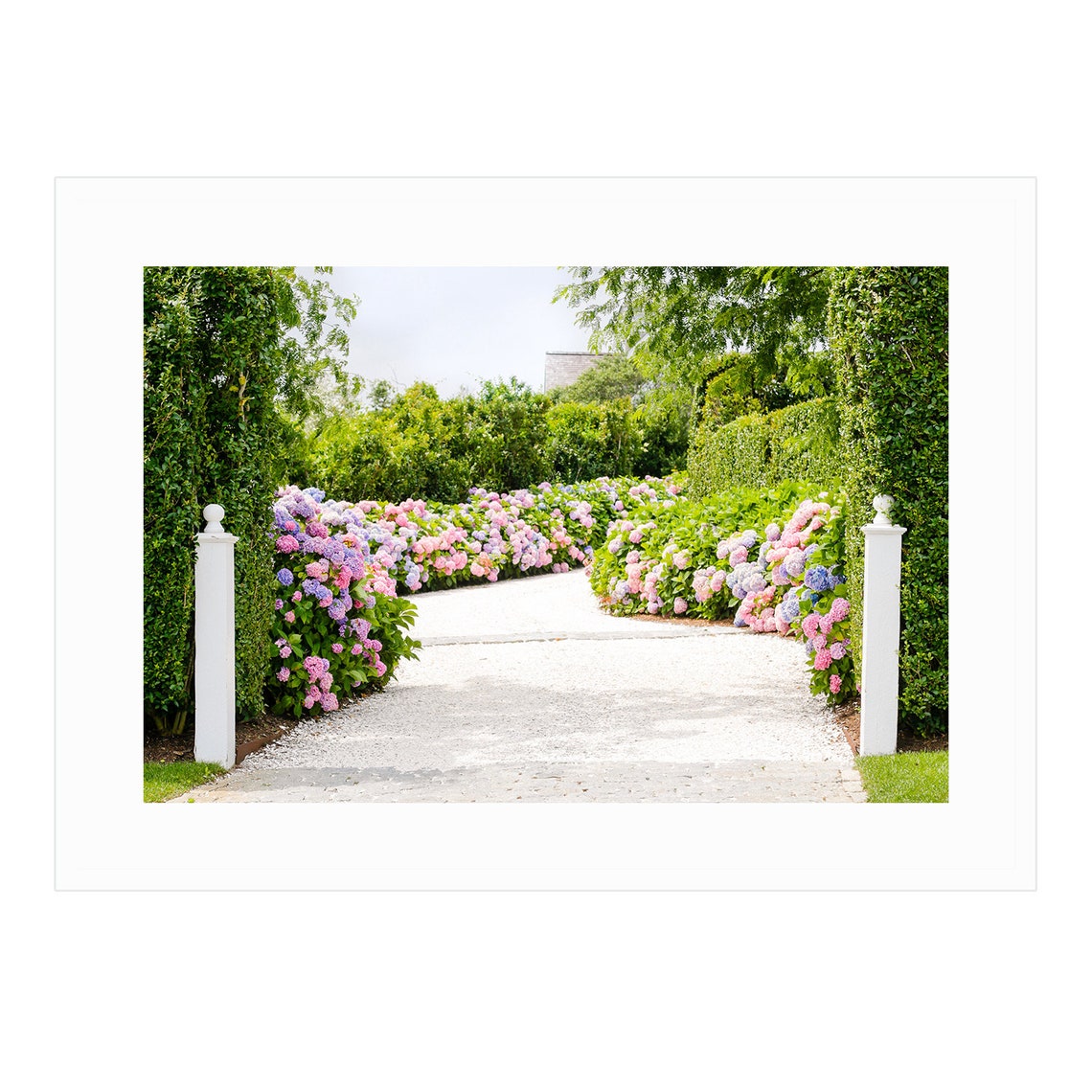 Hydrangea Driveway Framed Nantucket Art Print | Etsy