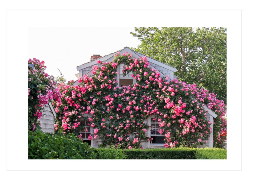 ACK Siasconset Rose Cottage Framed Nantucket Art Print - Etsy