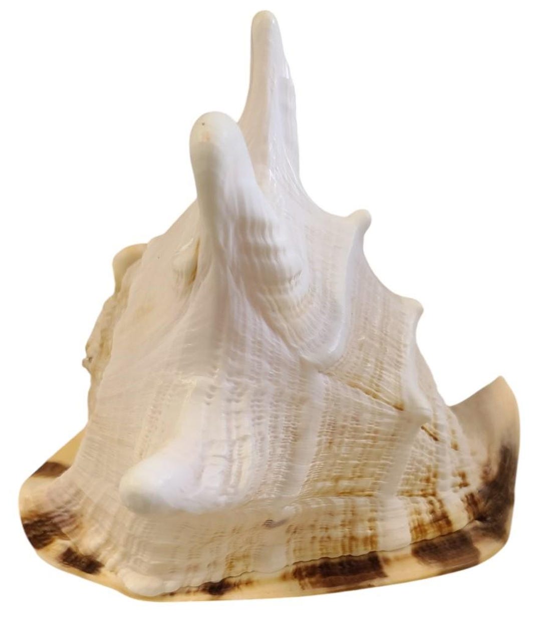 Seashell Cassis Cornuta Queen Horned Helmet Shell - Etsy