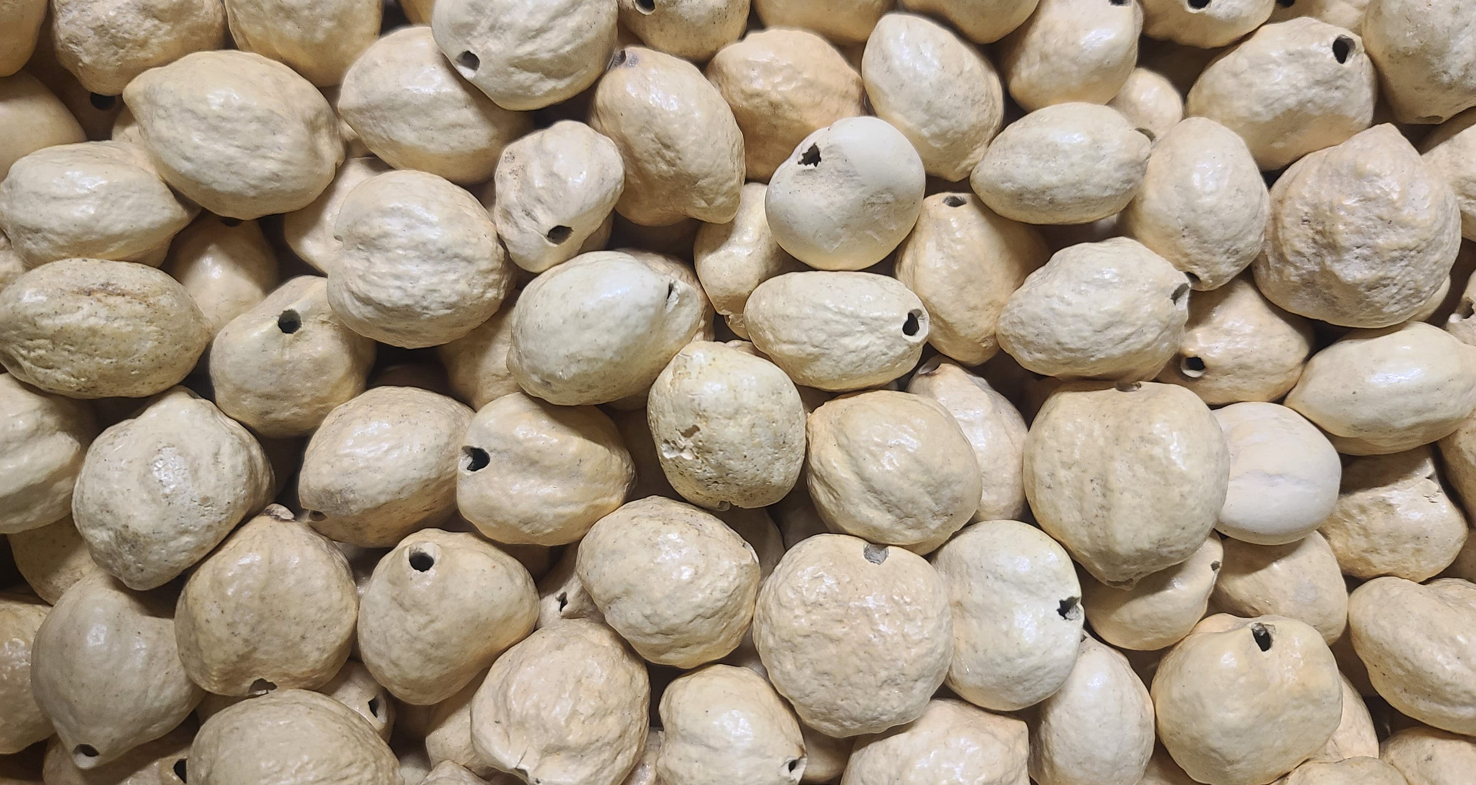 18, 32 or 100 Pcs Loose Real Kukui Nuts BASIC Color Hawaiian Hula ...