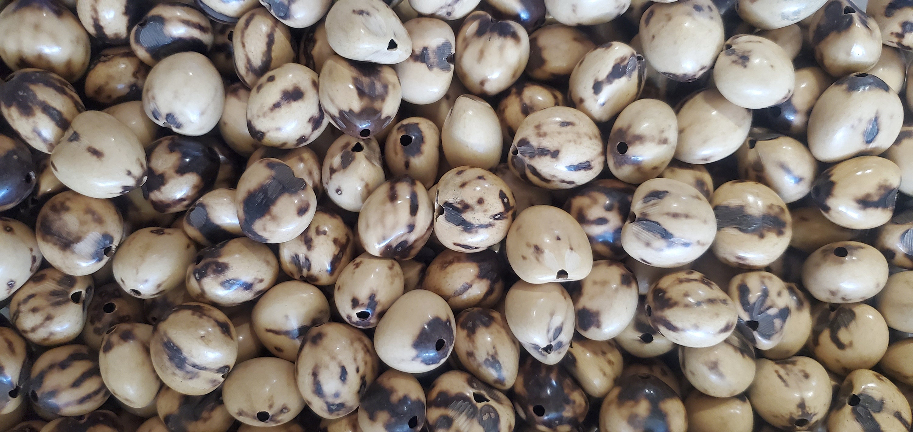 18, 32 or 100 Pcs Loose Real Kukui Nuts BASIC Color Hawaiian Hula ...