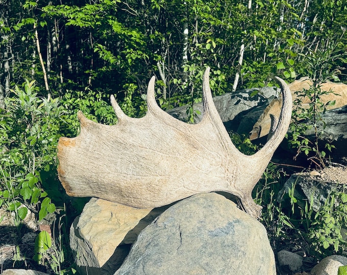 Authentic Bull Moose Antler Paddle From Northern Minnesota - Ideal for ...