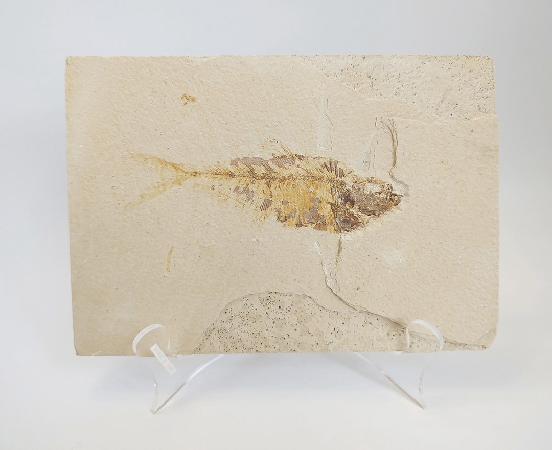 Fossil Fish Plate With Large Diplomystus, 50 Million Years Old - Etsy