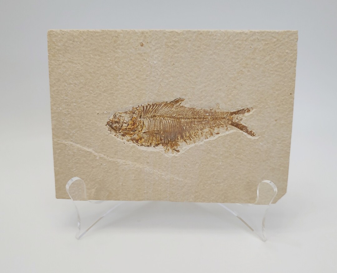 Fossil Fish Plate, Diplomystus, 50 Million Years Old - Etsy