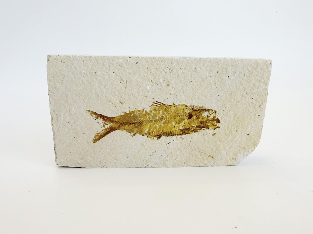 Fossil Fish Plate, Knightia, Free-standing Specimen - Etsy