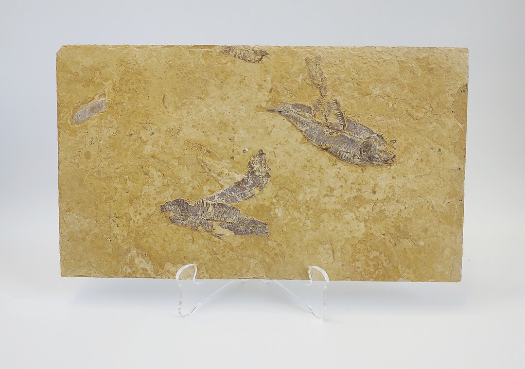 Fossil Fish Plate With Multiple Fish 50 Million Years Old - Etsy