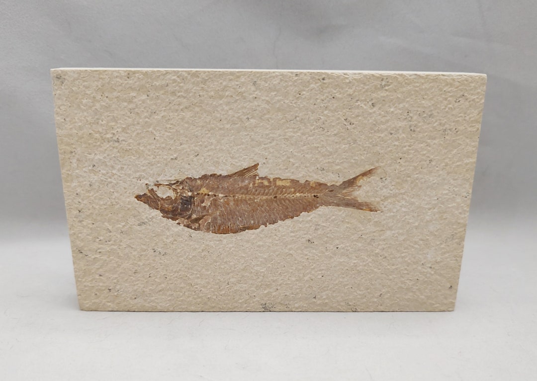 Quality Fossil Fish Plate 50 Million Years Old Knightia - Etsy