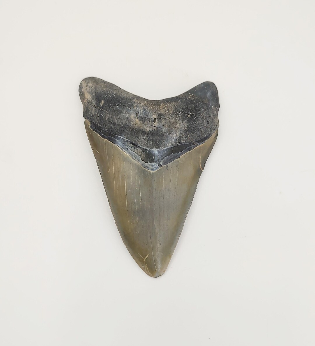 Large 3 5/8" Megalodon Bone Valley Fossil Shark Tooth, Miocene Age - Etsy