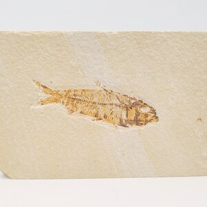 Nice Fossil Fish Plate, 50 Million Years Old, Knightia, Free Standing ...