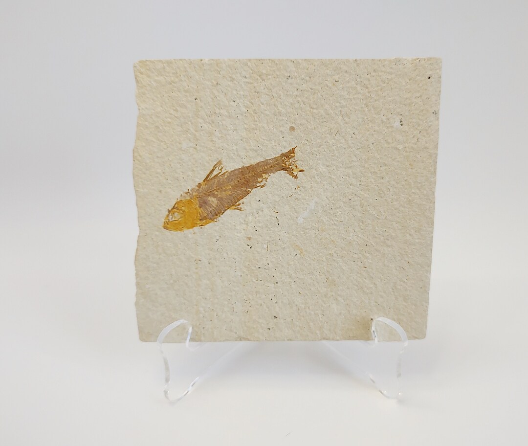 Eocene Fossil Fish Plate 50 Million Years Old Knightia - Etsy