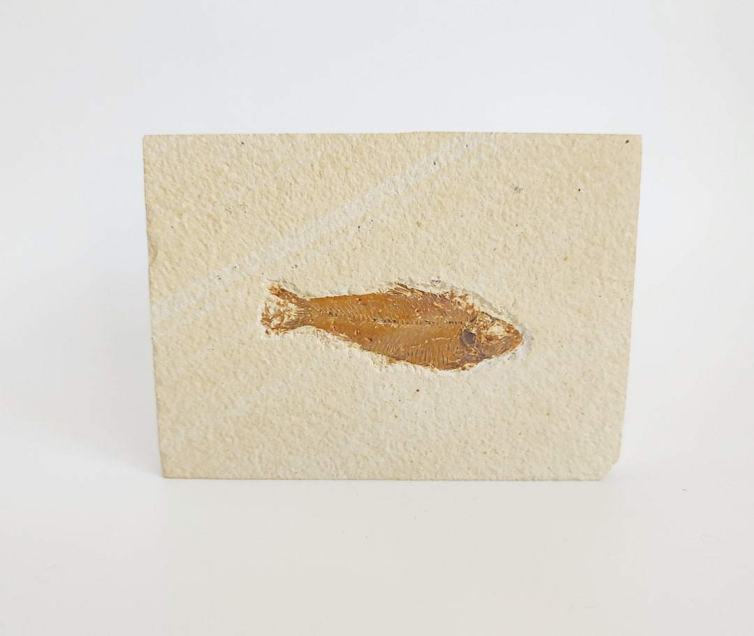 Choice Fossil Fish Plate, 50 Million Years Old, Knightia, Free Standing ...