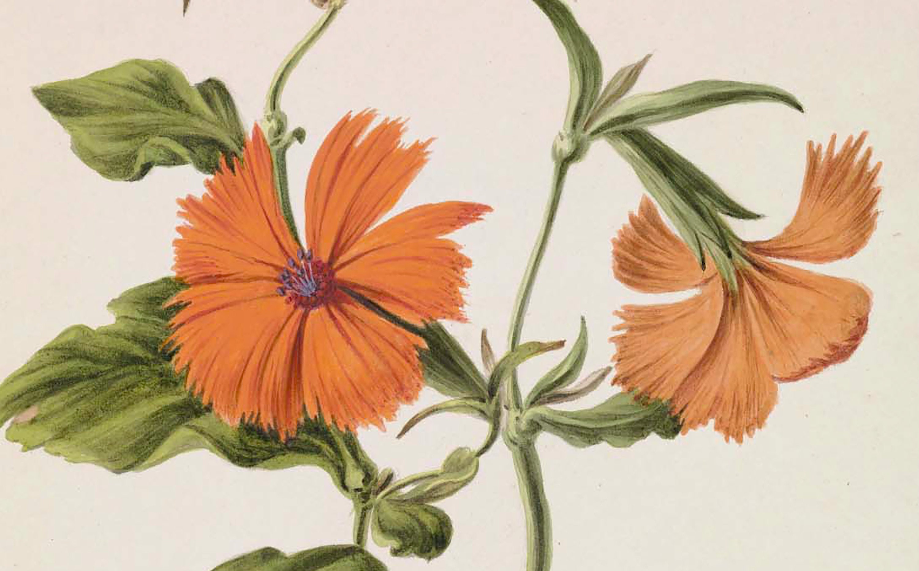 Vintage Flower Bouquet Printable Botanical Vintage Print | Etsy