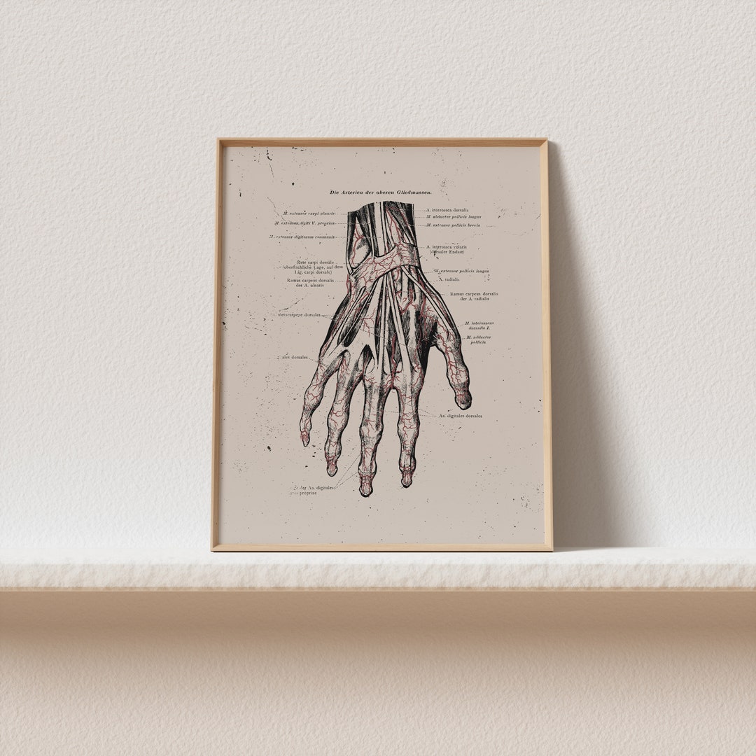 Vintage Anatomy Print Skeleton Textbook Hand Print Gothic - Etsy