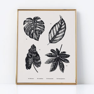 Botanical Printable Monstera Wall Art | Plant Lady Houseplant Poster ...