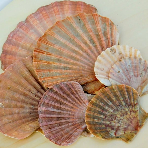 Beach Style Decor - Etsy