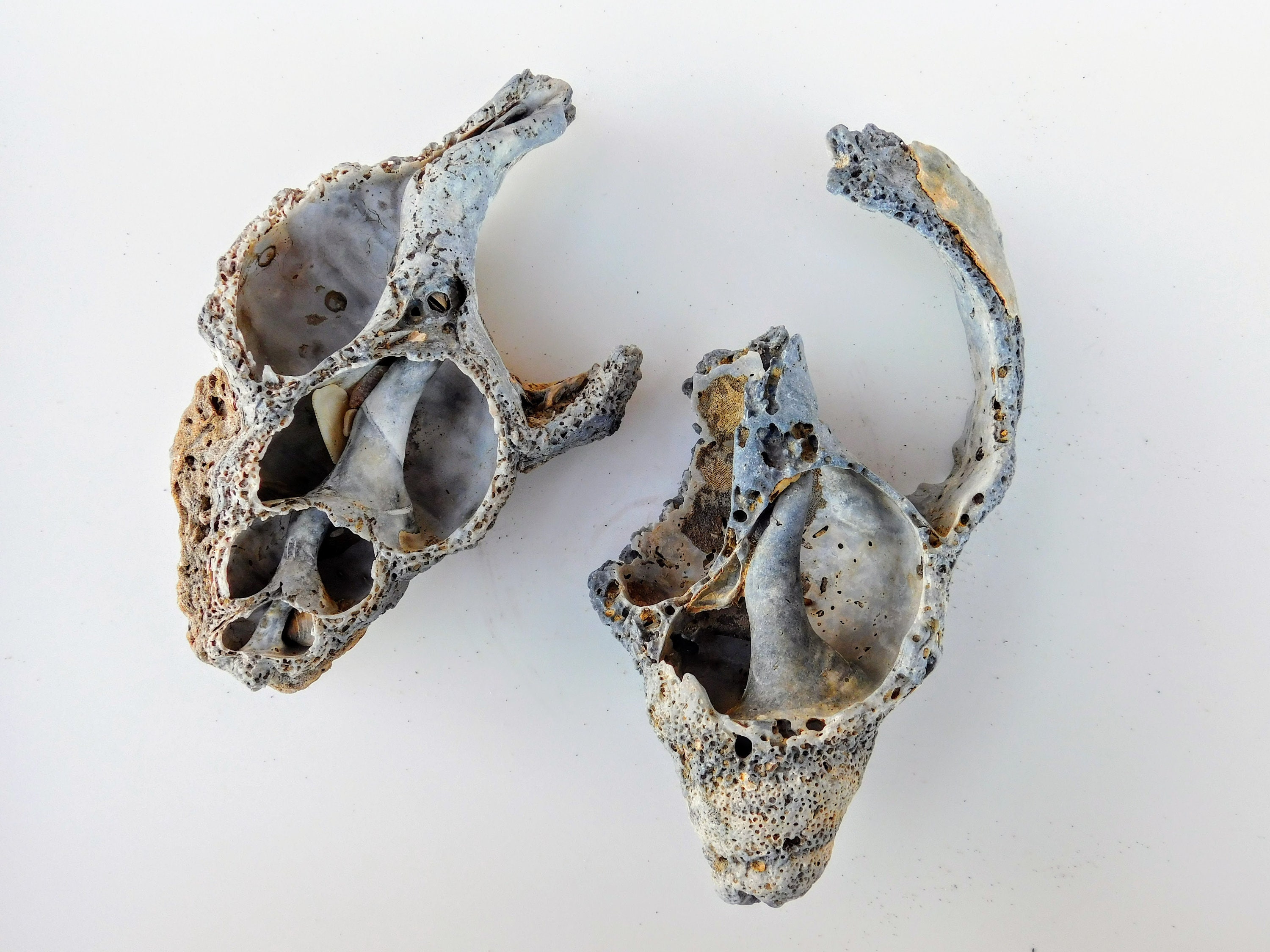 Two Large Antique Broken Conch Shell Beach Decor. Collectible - Etsy