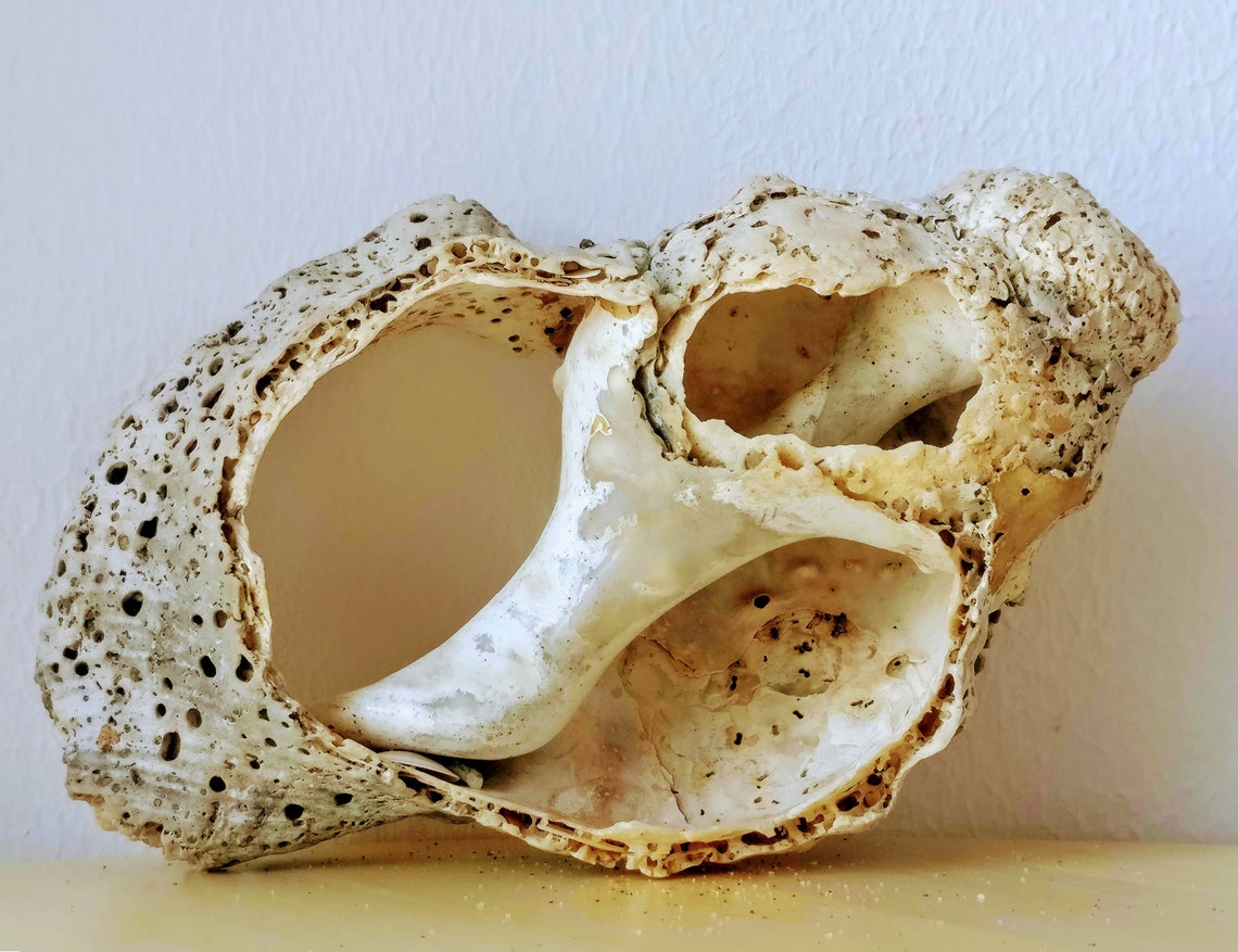 Medium Antique Broken Conch Shell. Beach Decor. Collectible - Etsy