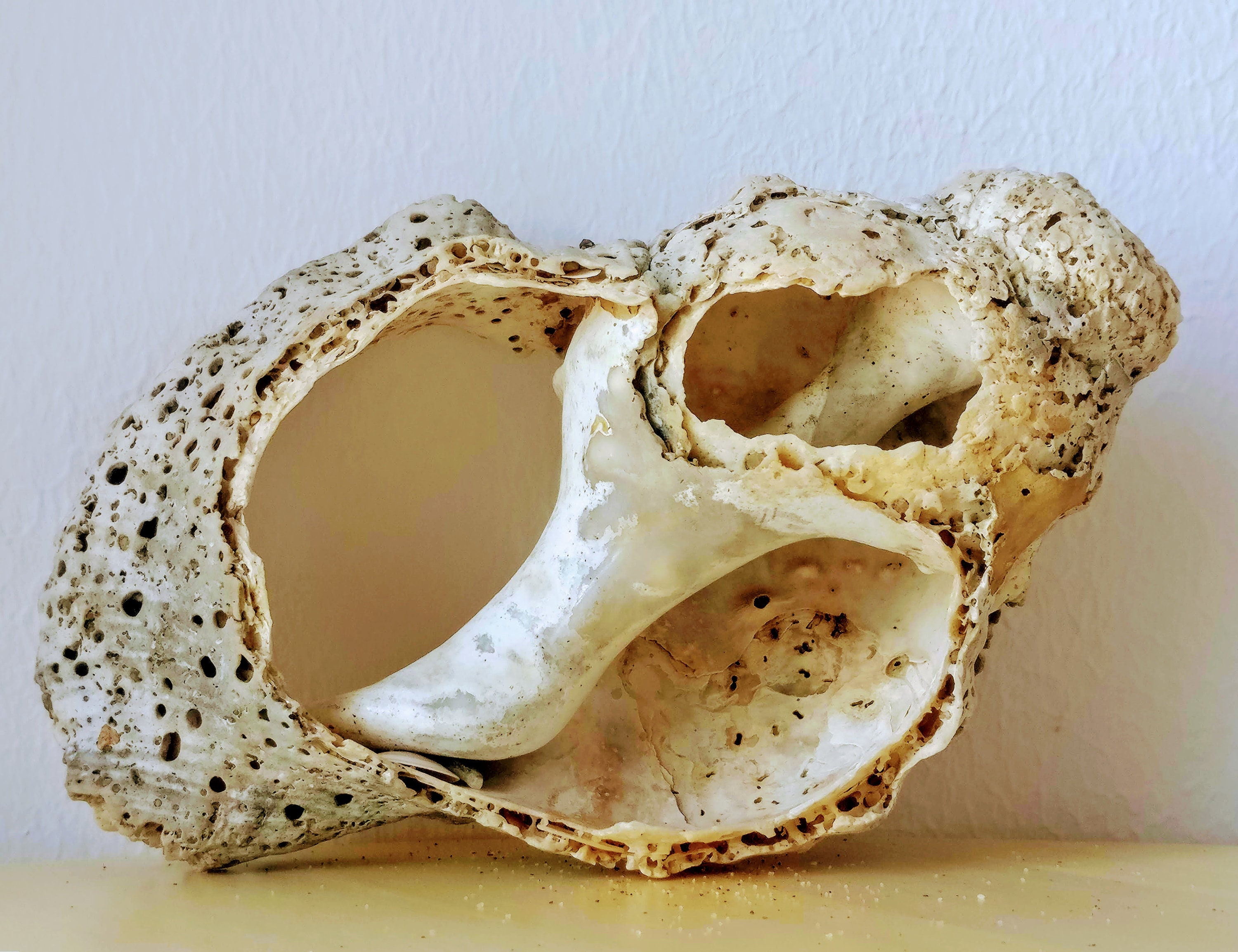 Medium Antique Broken Conch Shell. Beach Decor. Collectible - Etsy
