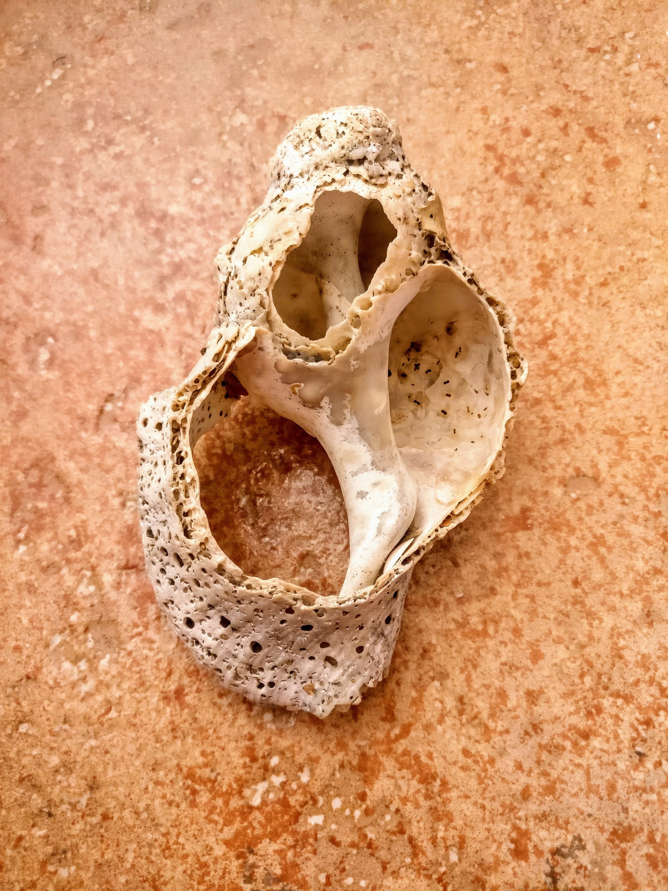 Medium Antique Broken Conch Shell. Beach Decor. Collectible - Etsy