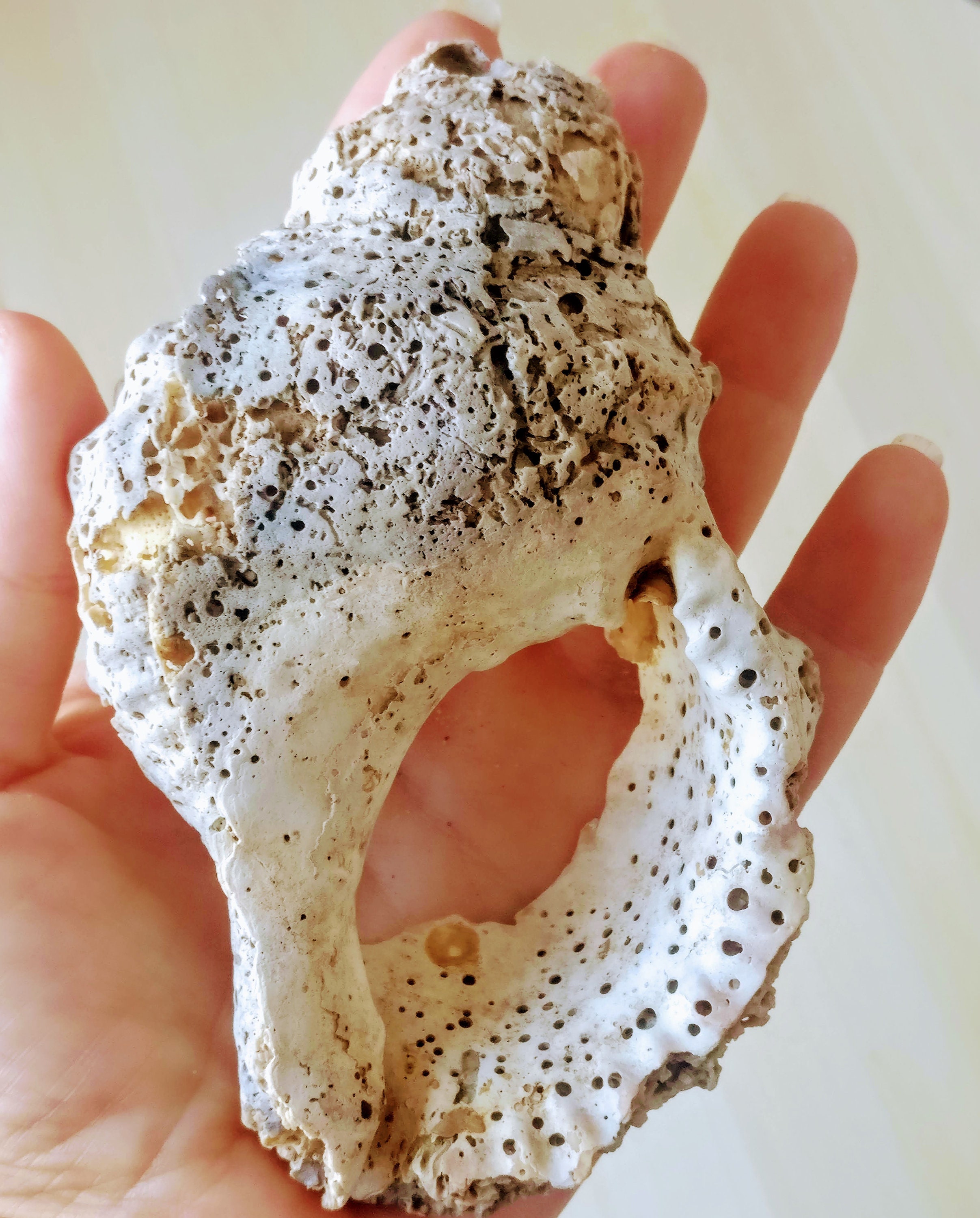 Medium Antique Broken Conch Shell. Beach Decor. Collectible - Etsy
