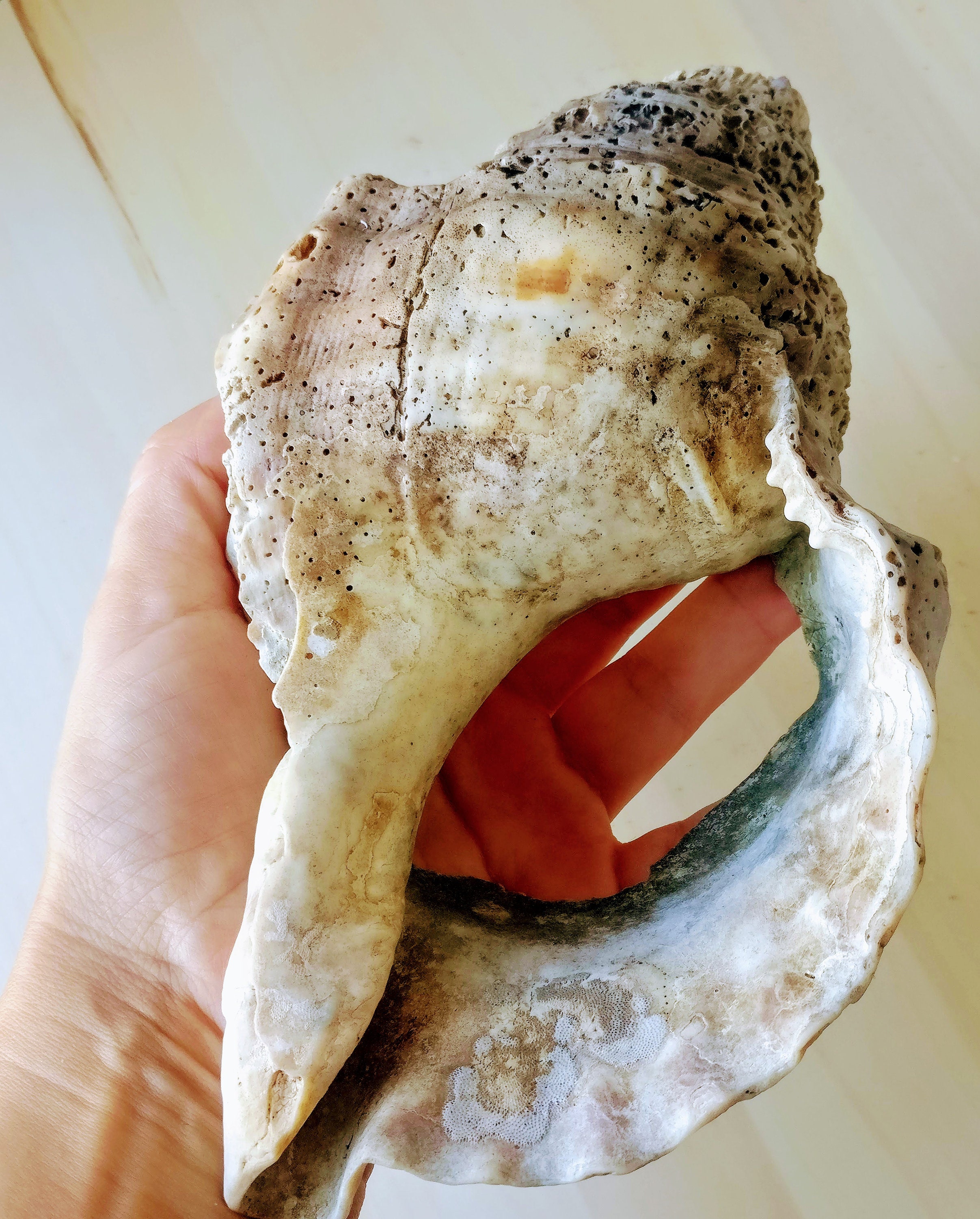 Large Antique Broken Conch Shell. Beach Decor. Collectible - Etsy