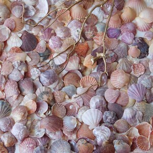 300 Mosaic Pink Shells Set. Pink Mini Sea Scallop Shells. Pink Sea ...