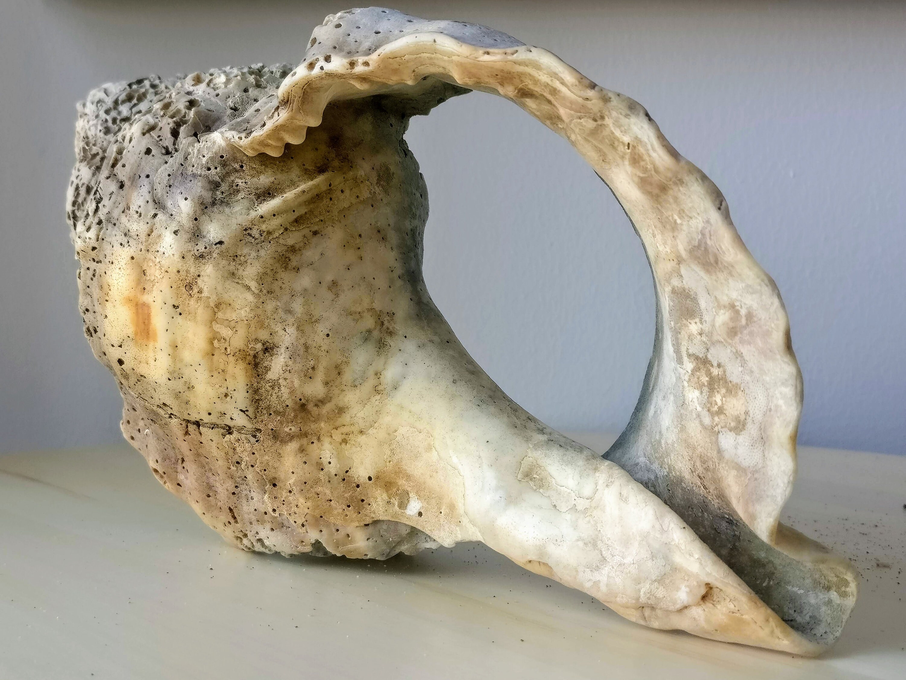 Large Antique Broken Conch Shell. Beach Decor. Collectible - Etsy