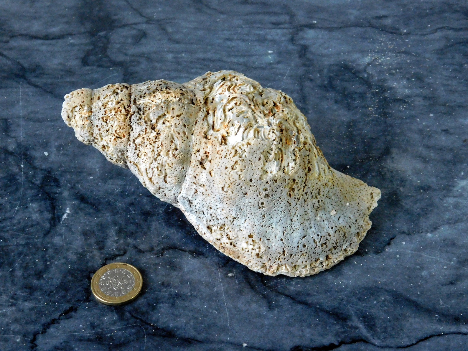 Large whelk fossil seashell. Beach decor. Collectible drift | Etsy