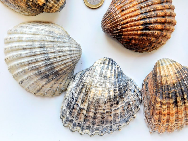 Giant Atlantic Heart Cockle Shells Dinocardium Robustum. | Etsy