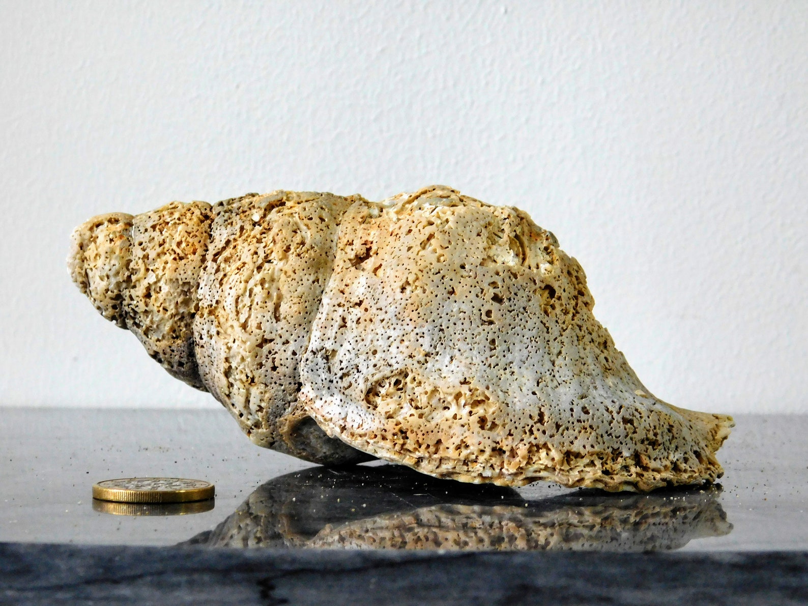Large Whelk Fossil Seashell. Beach Decor. Collectible Drift - Etsy