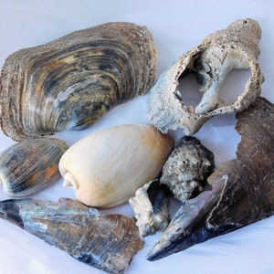 Large Geoduck Seashell, Volute Shell, Whelk Shell, Pen Shells (family ...