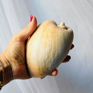 Large Geoduck Seashell, Volute Shell, Whelk Shell, Pen Shells (family ...