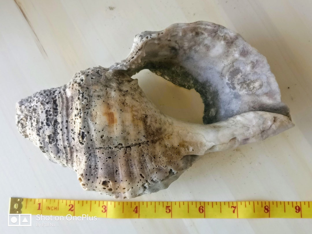 Large Antique Broken Conch Shell. Beach Decor. Collectible Drift Shell ...