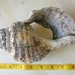 Medium Antique Broken Conch Shell. Beach Decor. Collectible Drift Shell ...