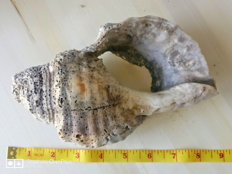 Large Antique Broken Conch Shell. Beach Decor. Collectible Drift Shell ...
