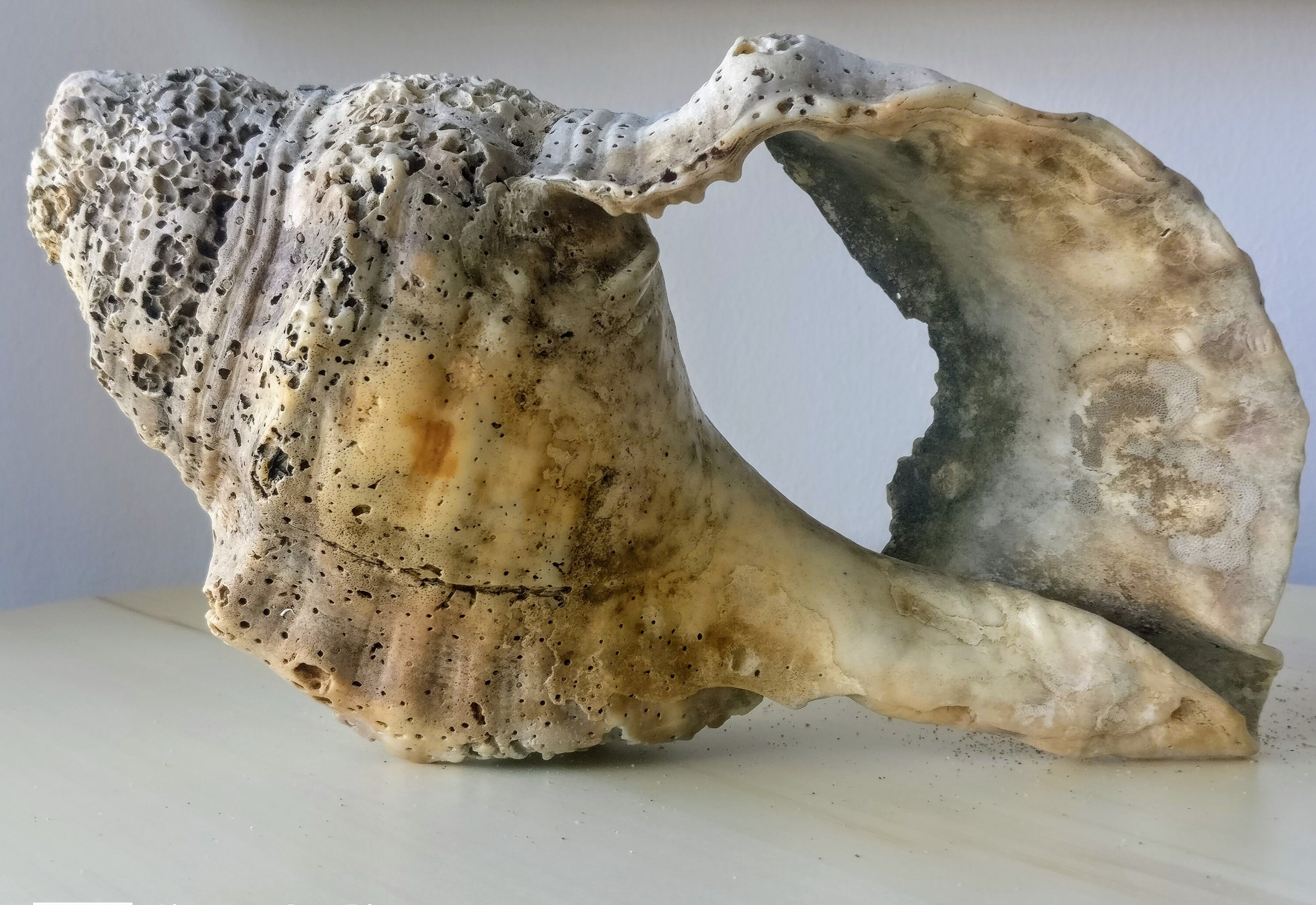 Large Antique Broken Conch Shell. Beach Decor. Collectible Drift Shell ...