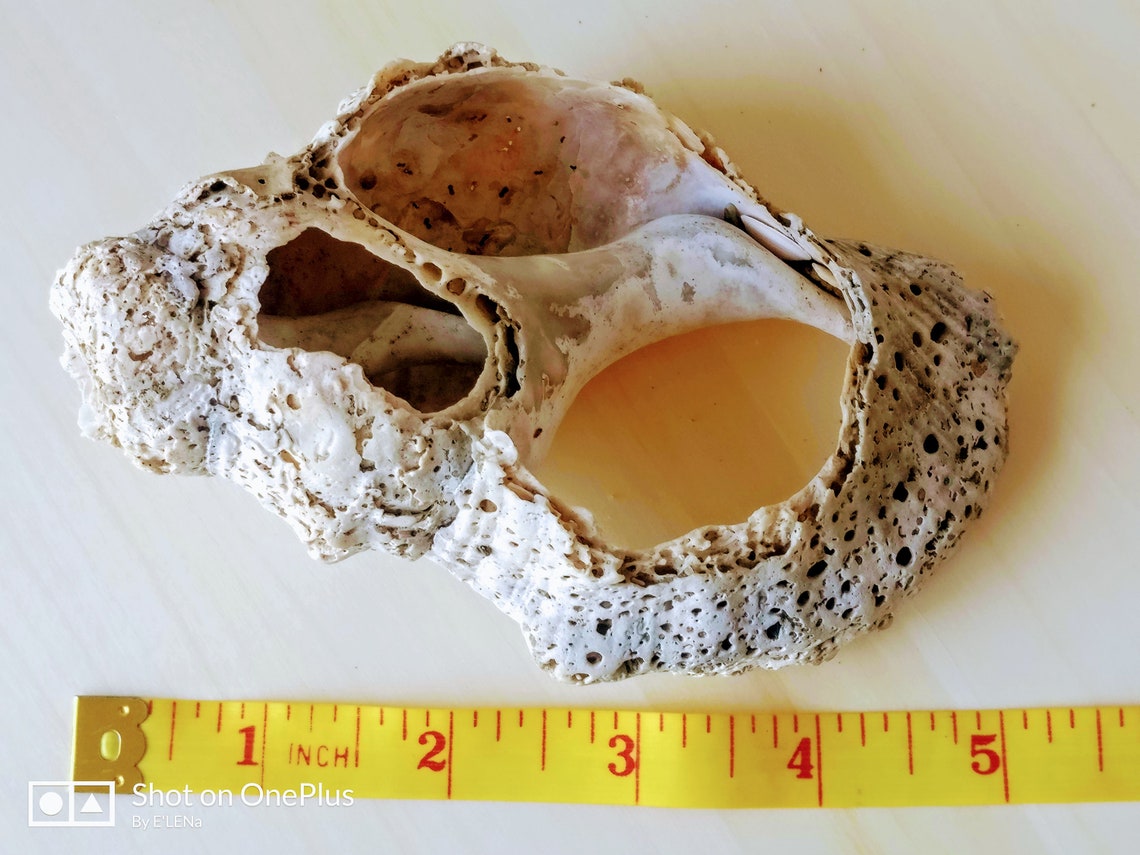 Medium Antique Broken Conch Shell. Beach Decor. Collectible - Etsy