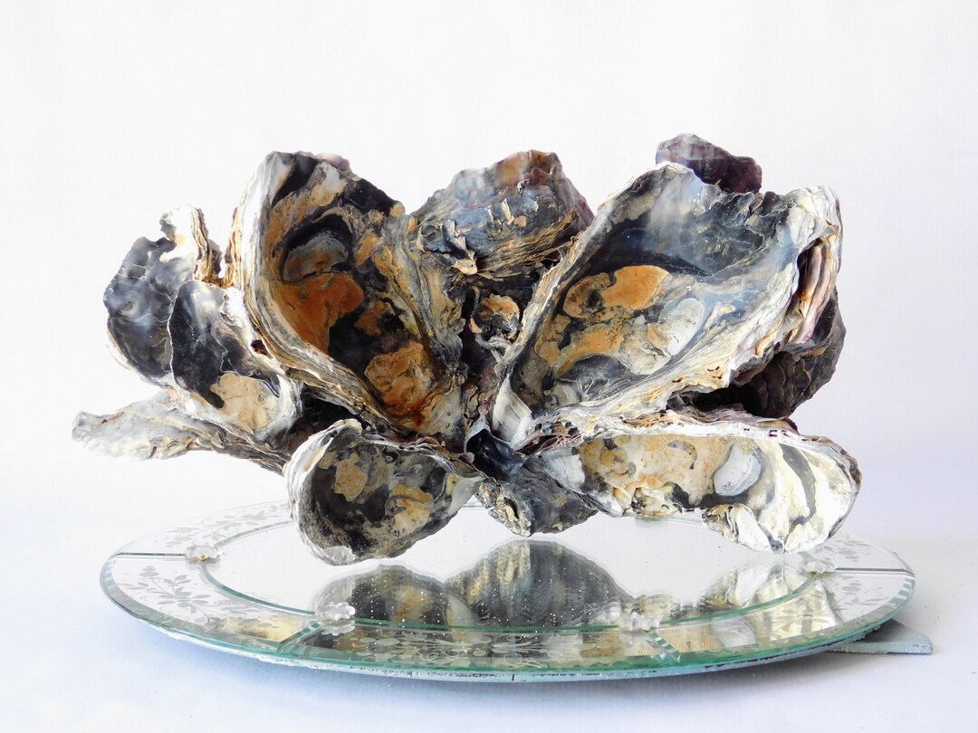 Cluster Large Oysters. Rare Giant Shells Oysters Cluster. Collectible ...