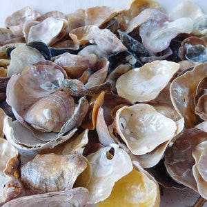 Jingle Seashells. Bulk Atlantic Jingle Shells. Pink Beige Seashells ...