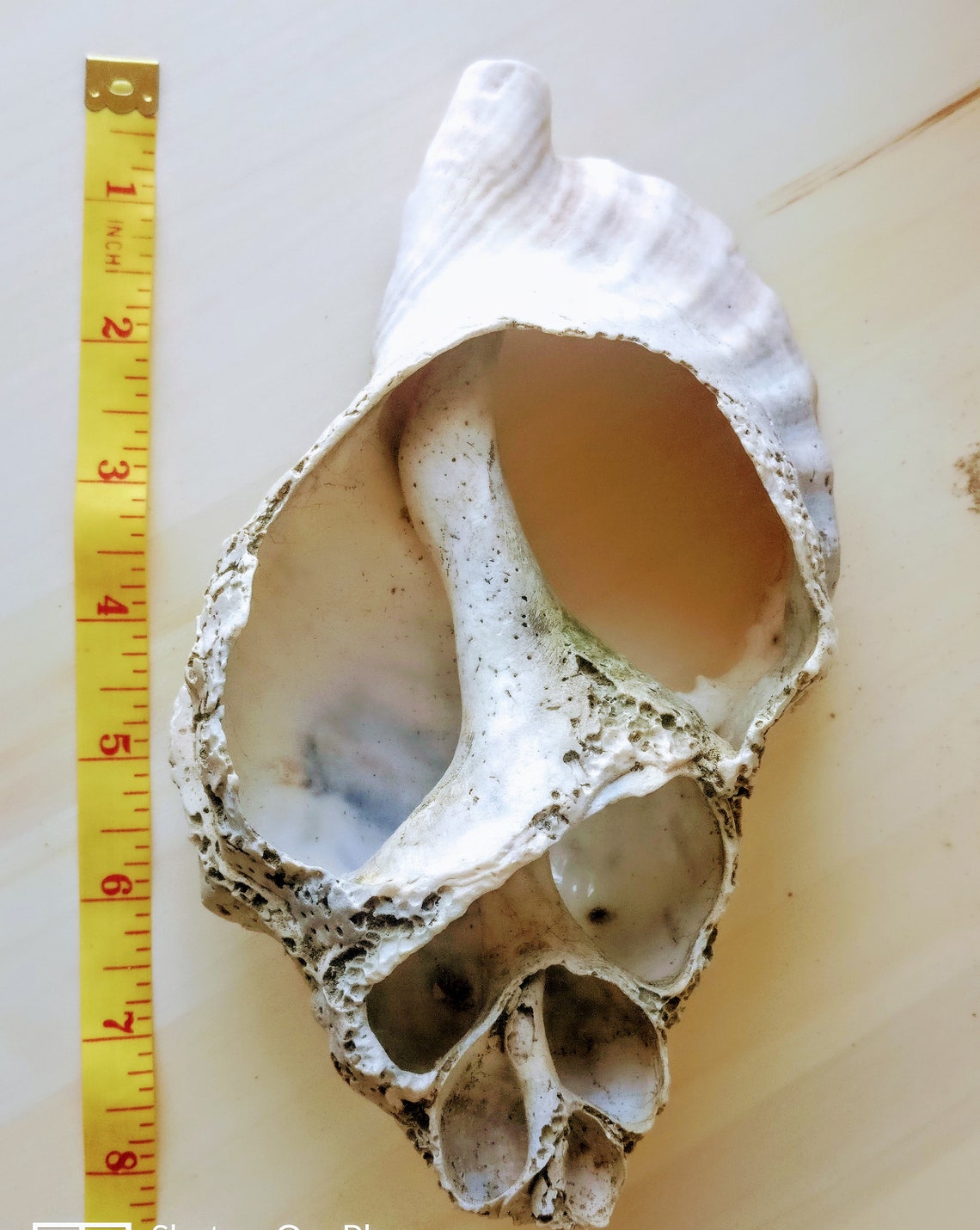 Large Antique Broken Conch Shell. Beach Decor. Collectible - Etsy